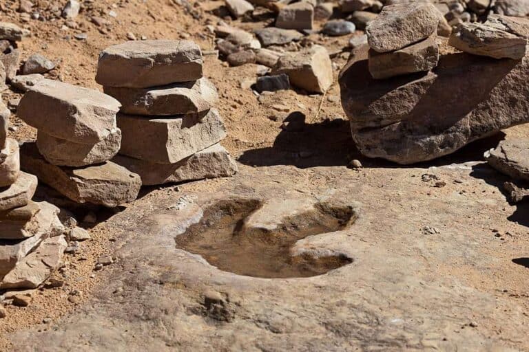 Dinosaur Footprints: How Do They Form? | Dinosaur Universe
